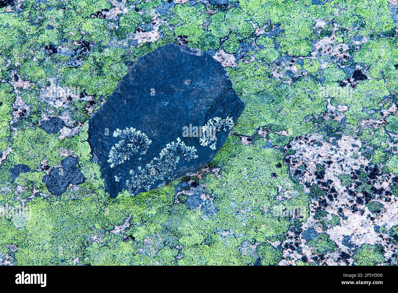 Lichen pattern hi-res stock photography and images - Alamy