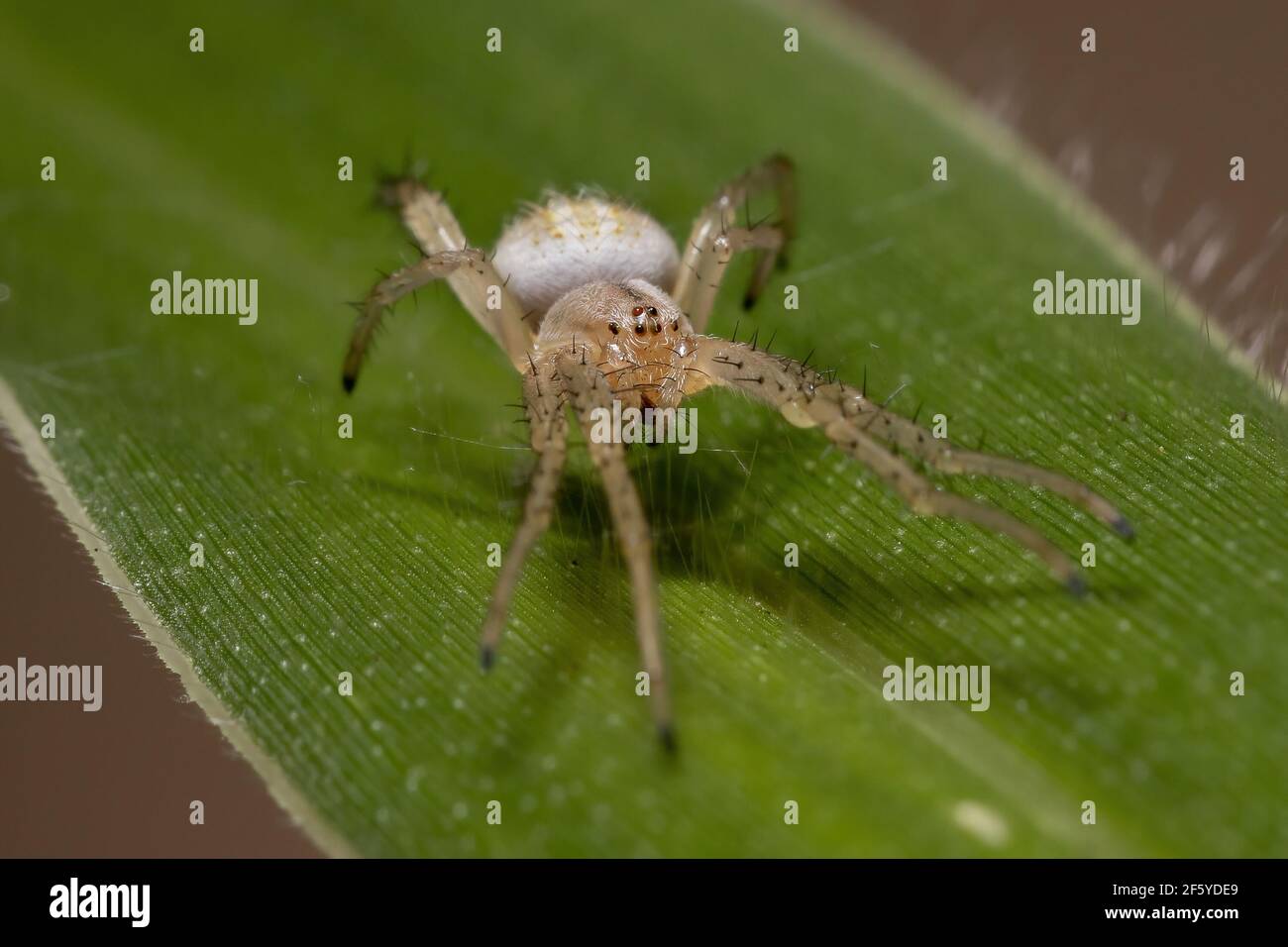 Grass Neoscona Spider of the species Neoscona moreli Stock Photo - Alamy