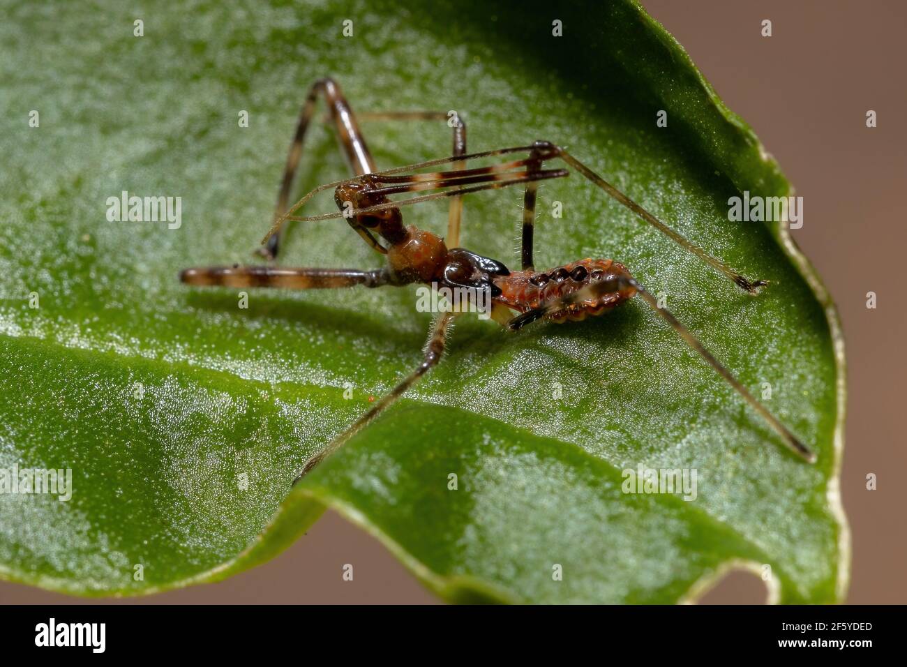 Assassin Bug Nymph of the Family Reduviidae Stock Photo - Alamy