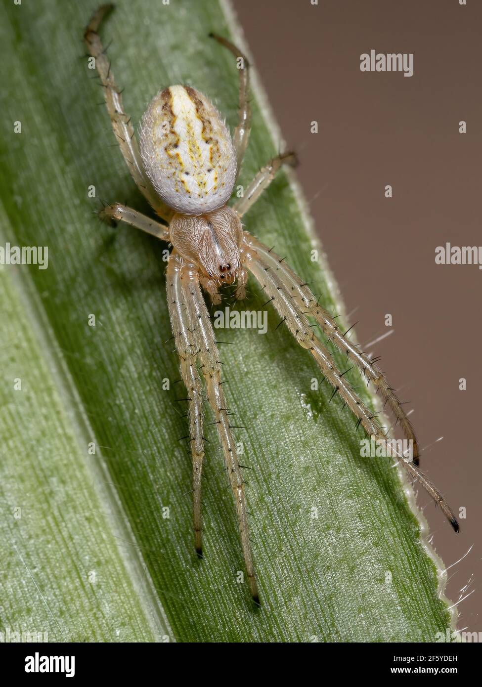 Grass Neoscona Spider of the species Neoscona moreli Stock Photo - Alamy
