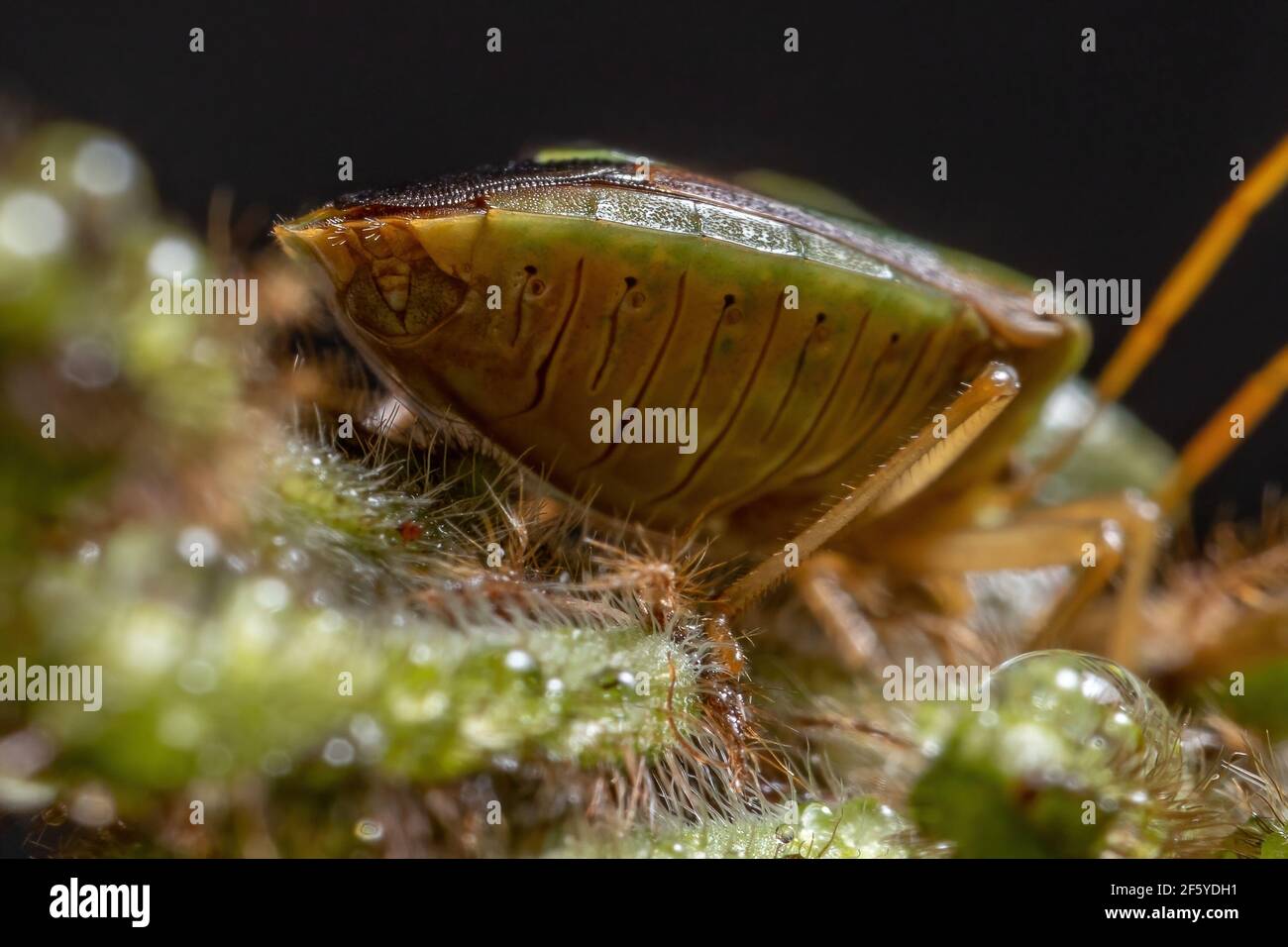 Meditabunda hi-res stock photography and images - Alamy