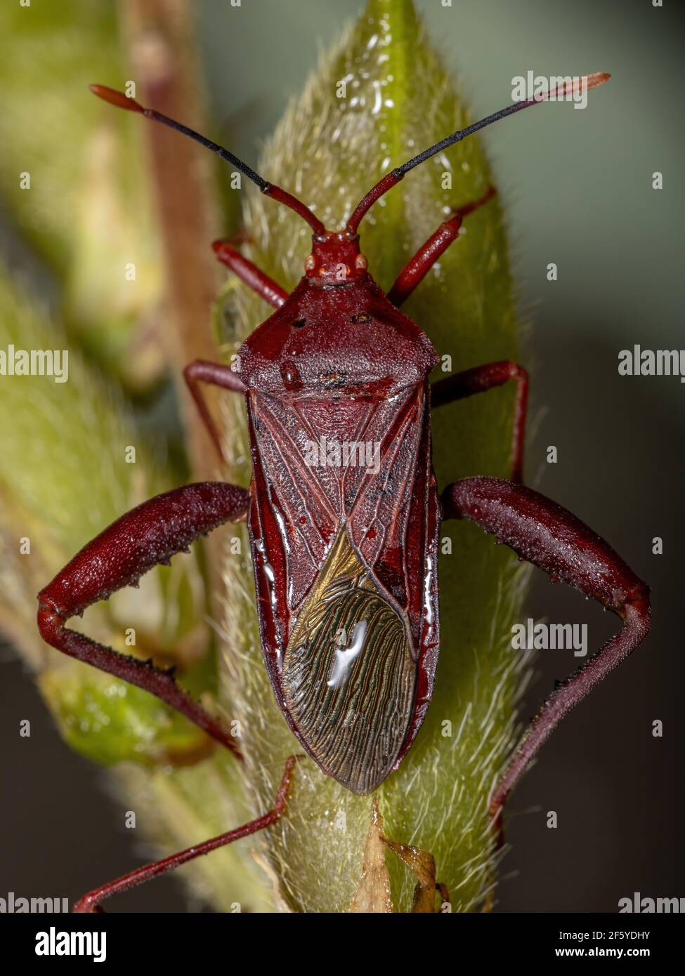 Haematicus hi-res stock photography and images - Alamy