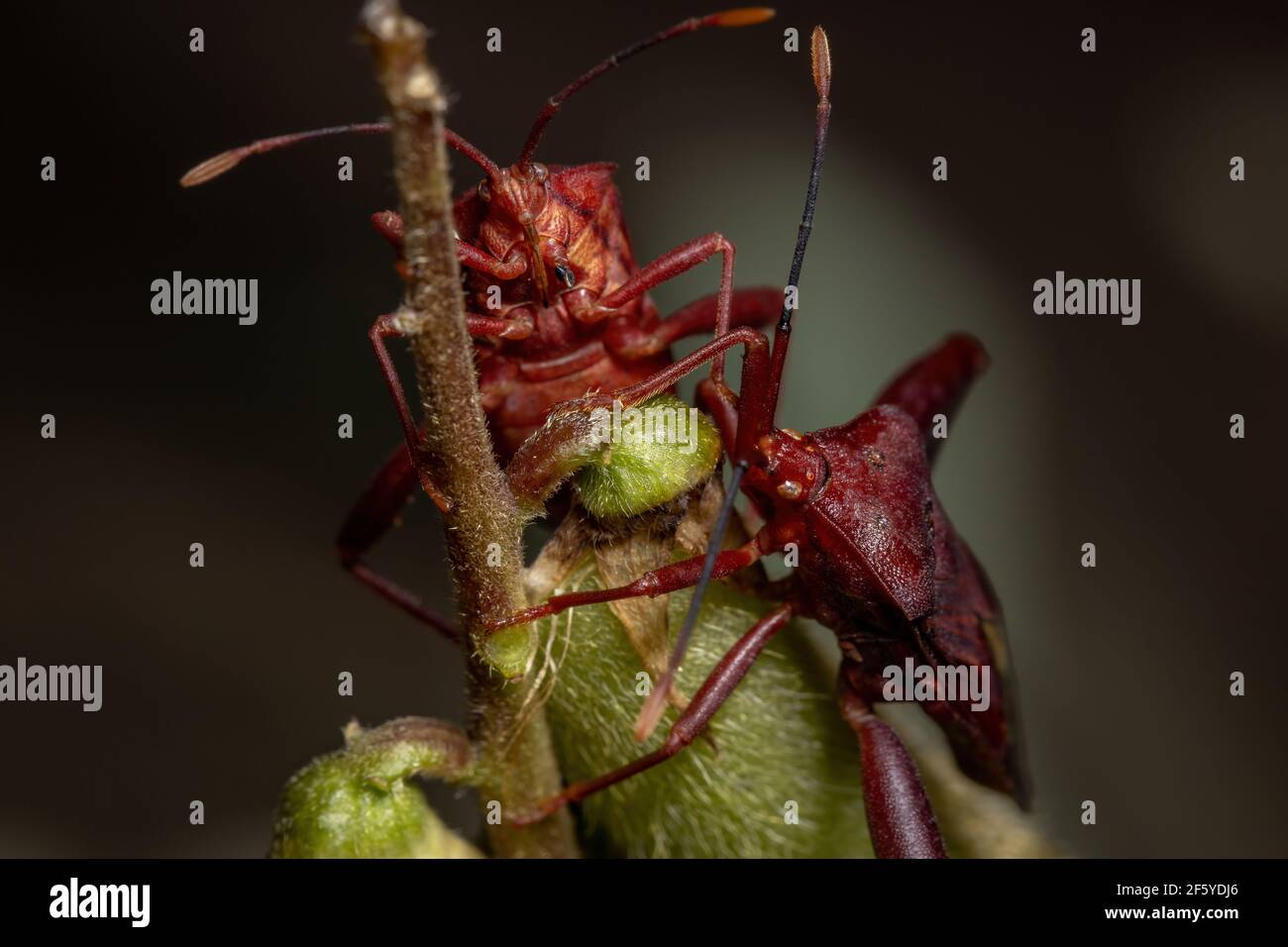Adult Leaf-footed Bug of the species Athaumastus haematicus Stock Photo ...