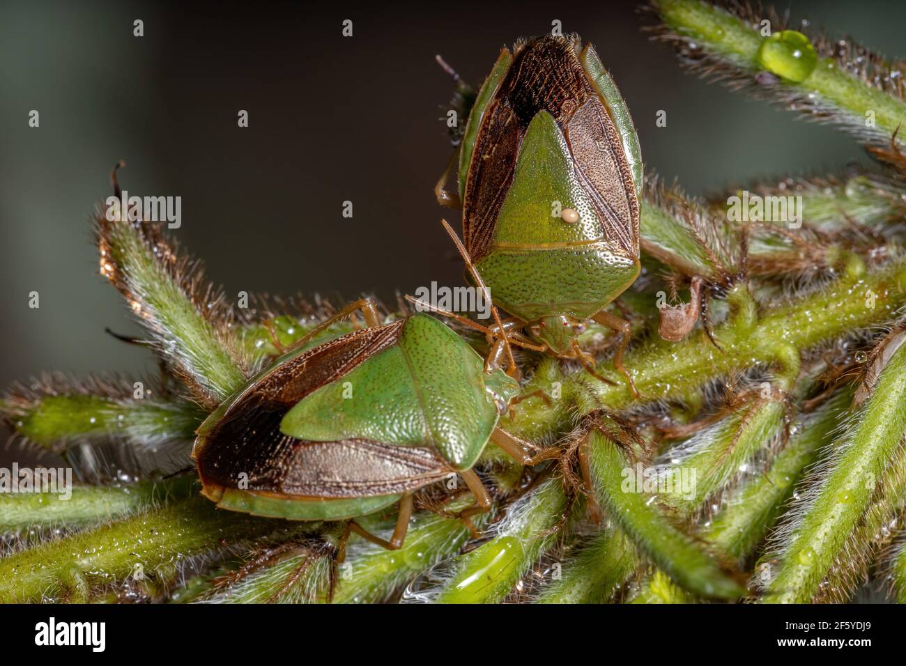 Adult Stink Bug of the species Edessa meditabunda Stock Photo - Alamy