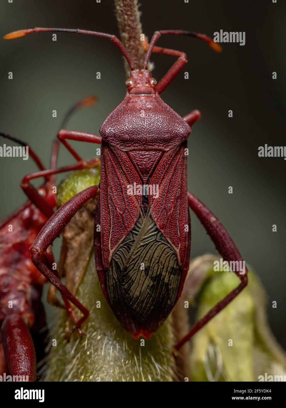 Haematicus hi-res stock photography and images - Alamy