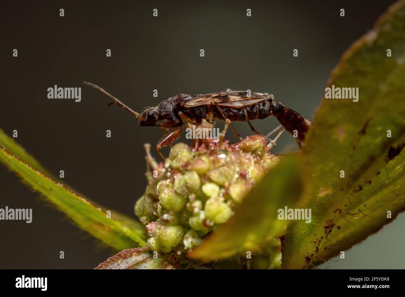 couple of Dirt-colored Seed Bugs Family Rhyparochromidae copulating in ...