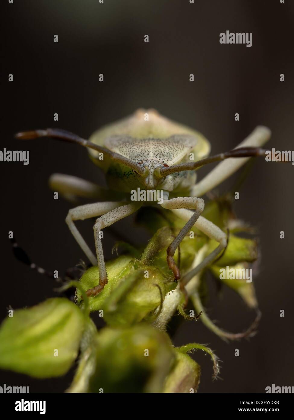 Leaf-footed Bug Nymph of the species Athaumastus haematicus Stock Photo ...