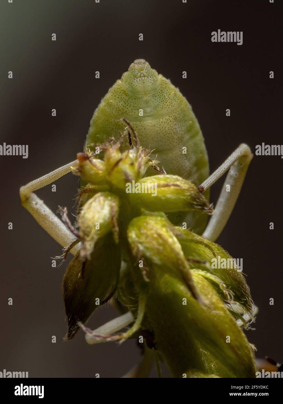 Athaumastus haematicus hi-res stock photography and images - Alamy