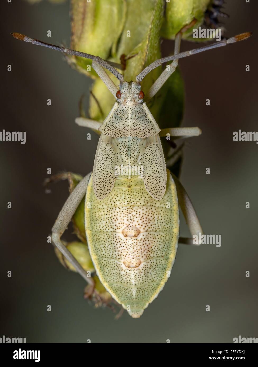 Haematicus hi-res stock photography and images - Alamy
