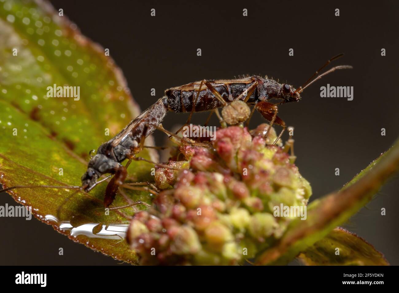couple of Dirt-colored Seed Bugs Family Rhyparochromidae copulating in ...
