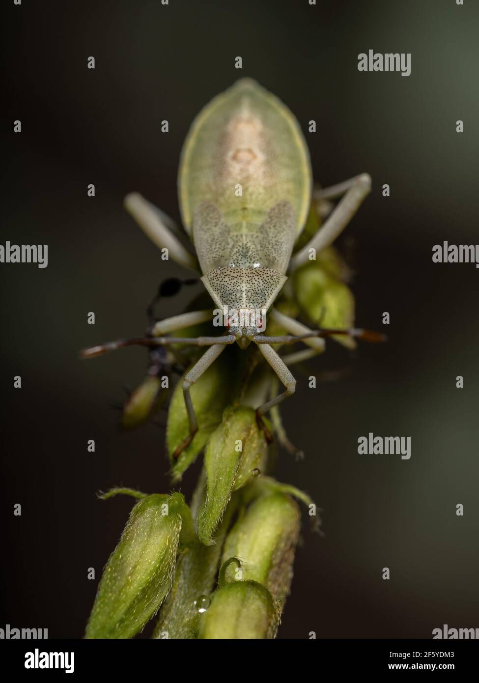 Haematicus hi-res stock photography and images - Alamy