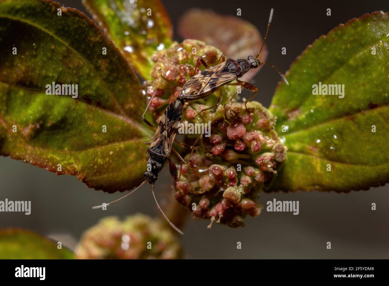 couple of Dirt-colored Seed Bugs Family Rhyparochromidae copulating in ...