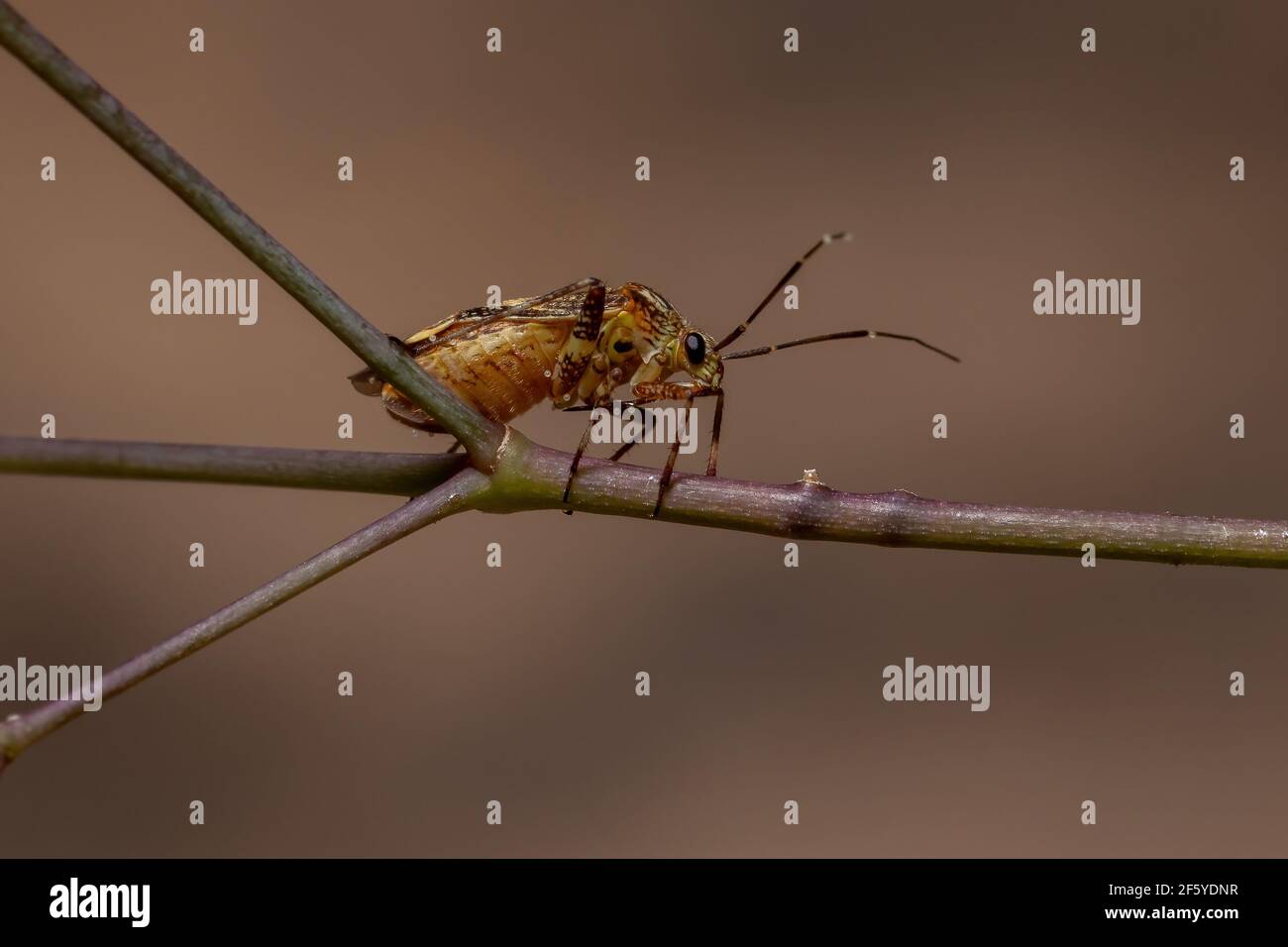 Plant bug of the species Taedia stigmosa Stock Photo - Alamy
