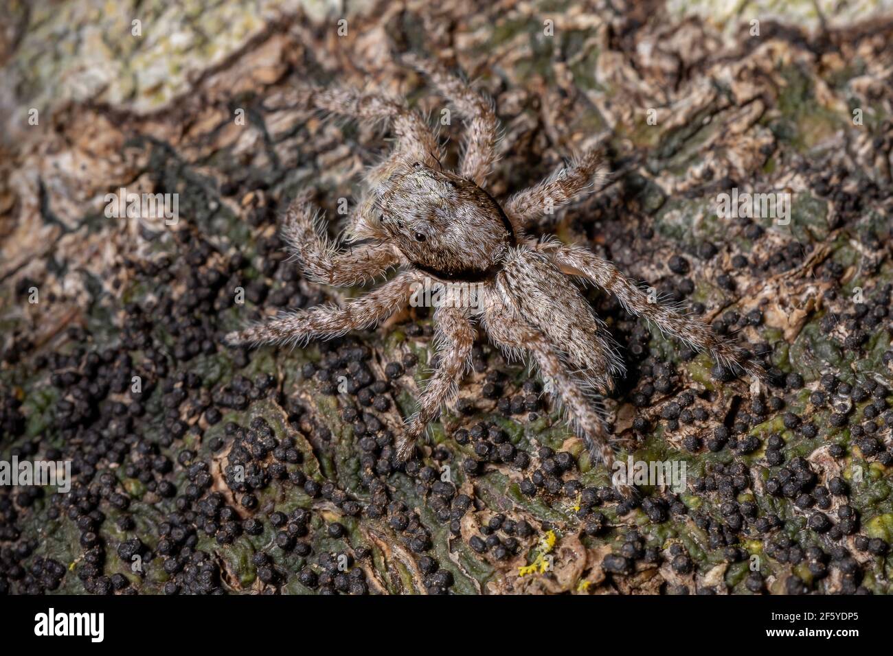 adult male jumping spider of the species Platycryptus magnus on a tree ...