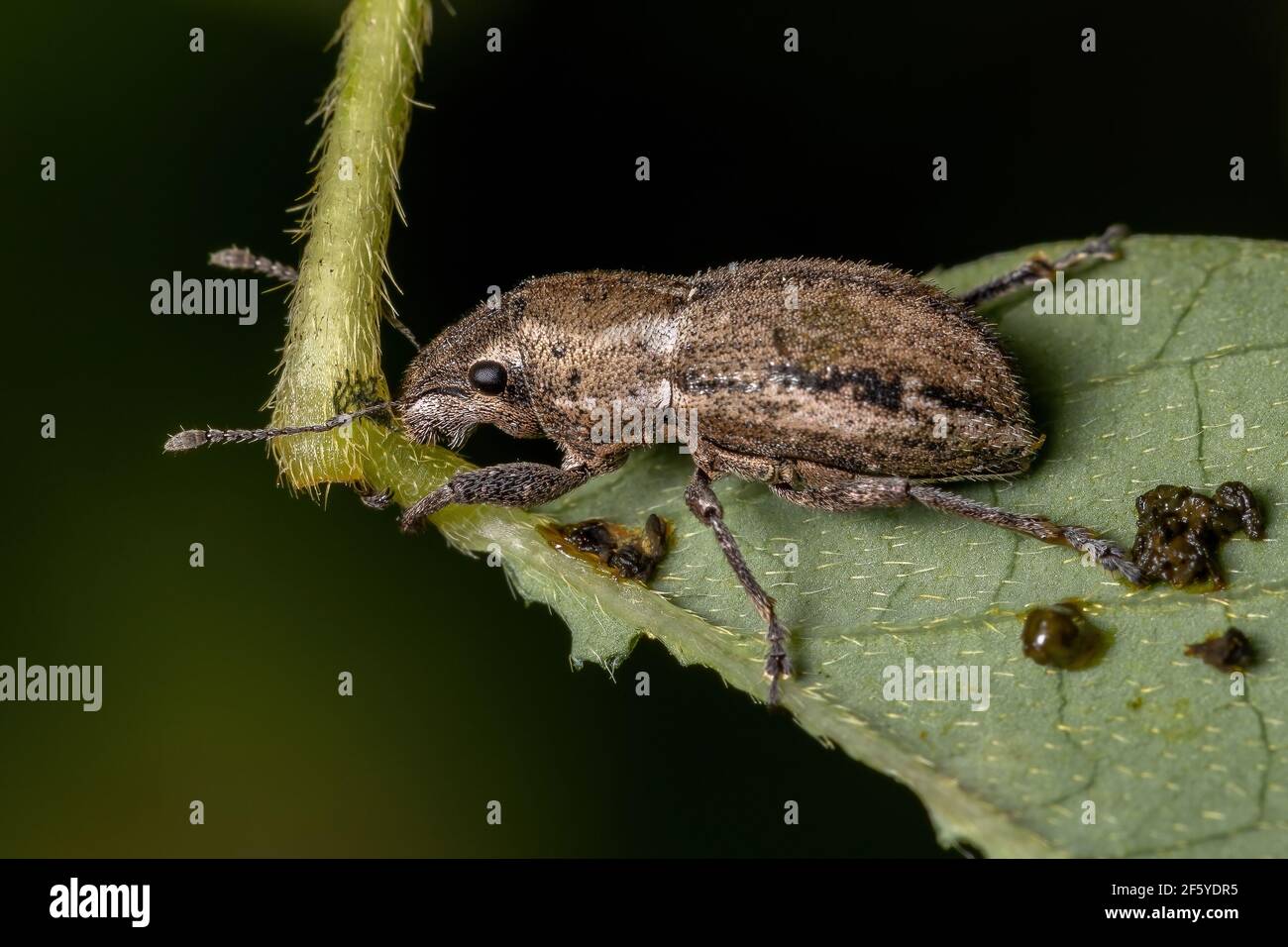 Broad-nosed Weevil of the species Naupactus peregrinus Stock Photo - Alamy
