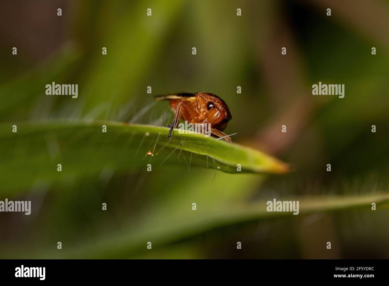 Adult Froghopper of the Family Cercopidae Stock Photo - Alamy
