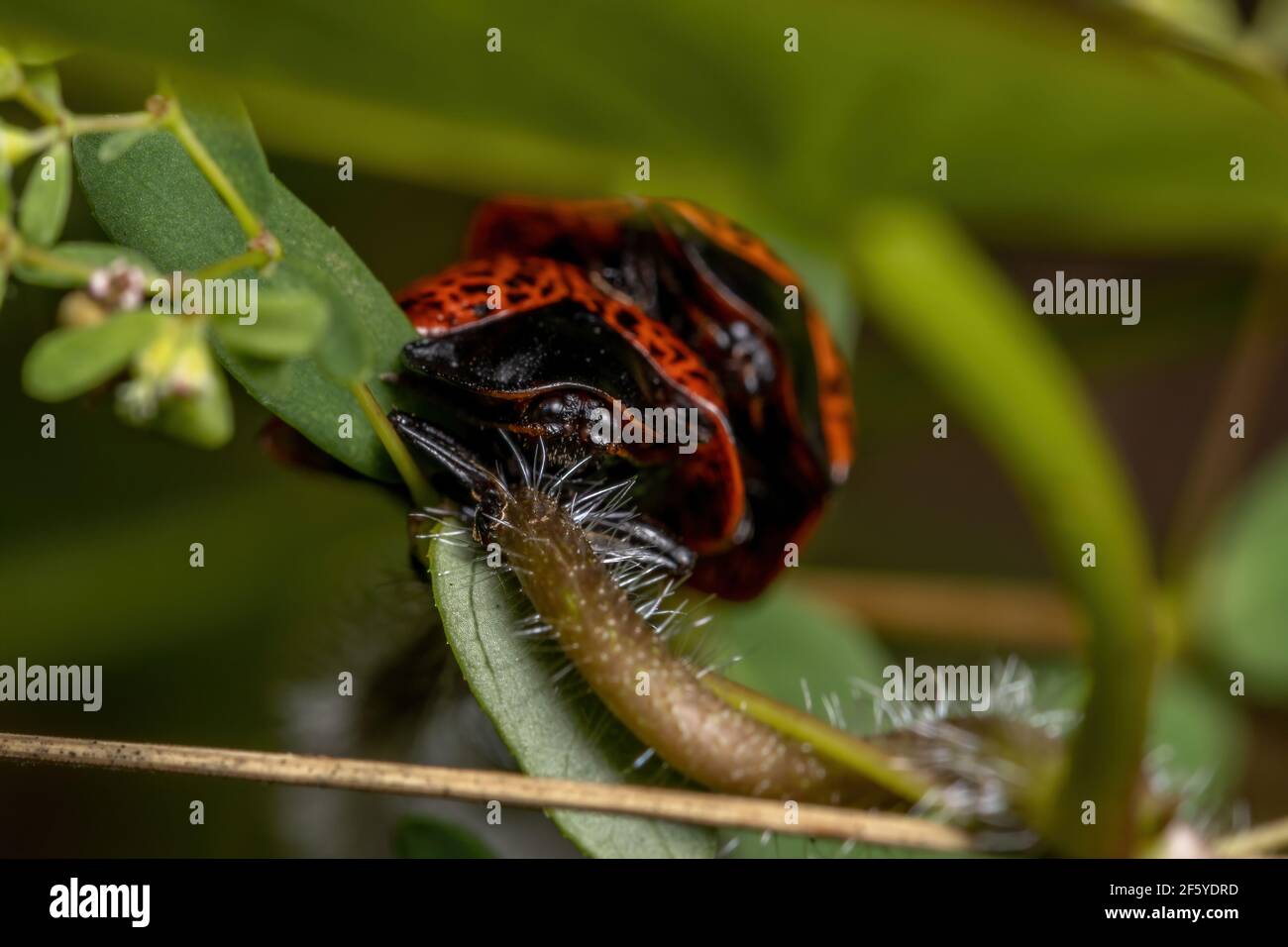 Mesomphaliini hi-res stock photography and images - Alamy