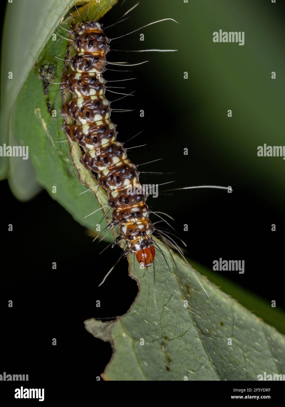 Ornate Bella Moth Caterpillar of the species Utetheisa ornatrix Stock ...