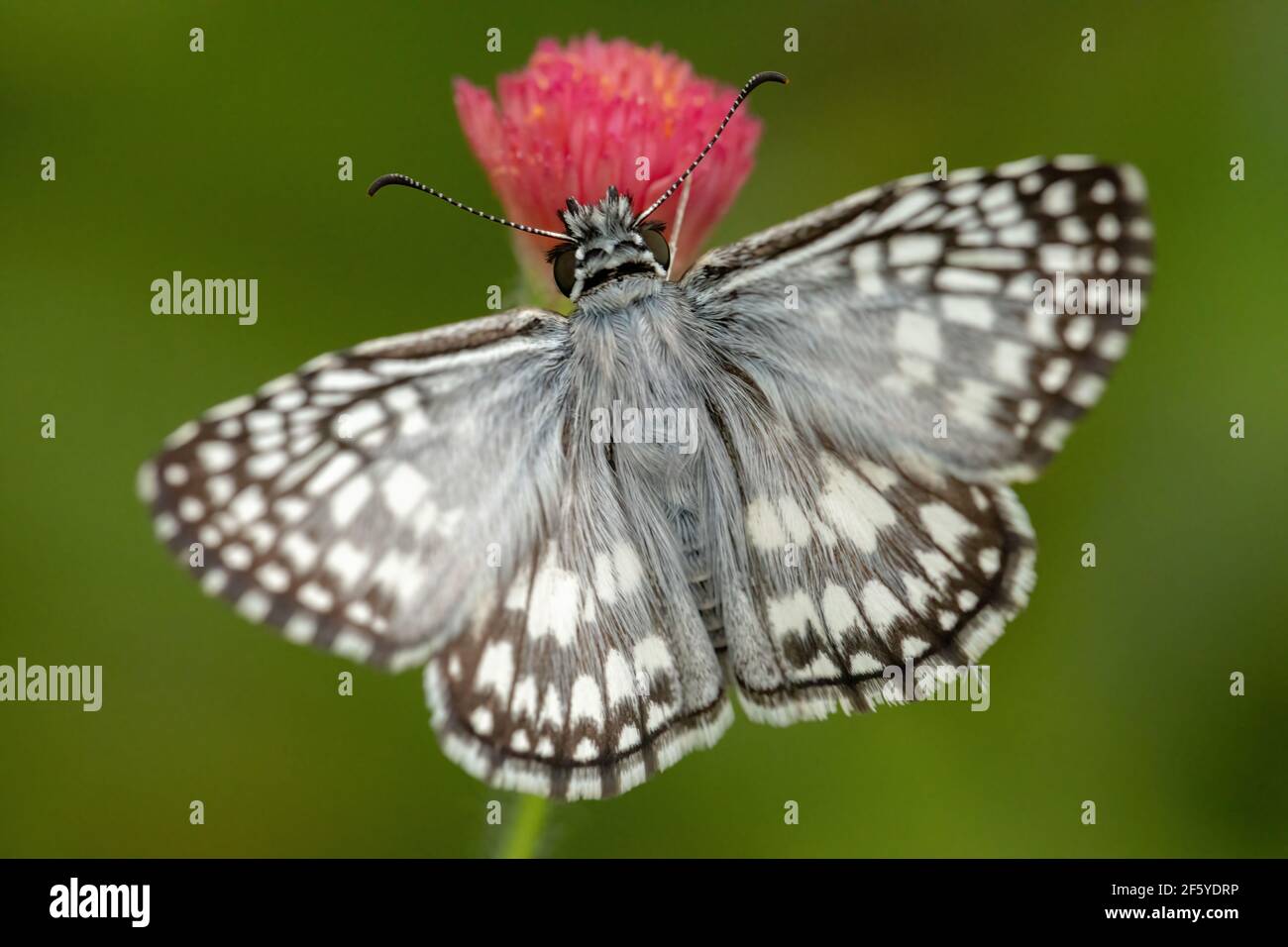 Orcus Checkered-Skipper of the species Burnsius orcus Stock Photo - Alamy