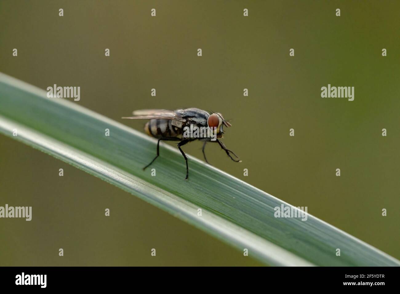 Adult Flesh Fly of the Family Sarcophagidae Stock Photo - Alamy