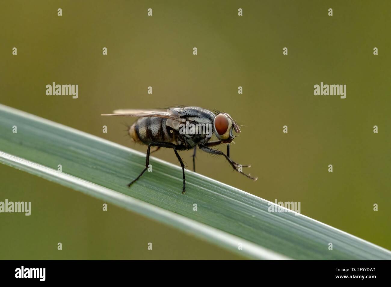 Adult Flesh Fly of the Family Sarcophagidae Stock Photo - Alamy