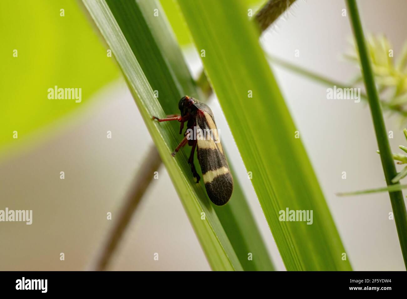 Adult Froghopper Insect of the species Deois flavopicta Stock Photo - Alamy