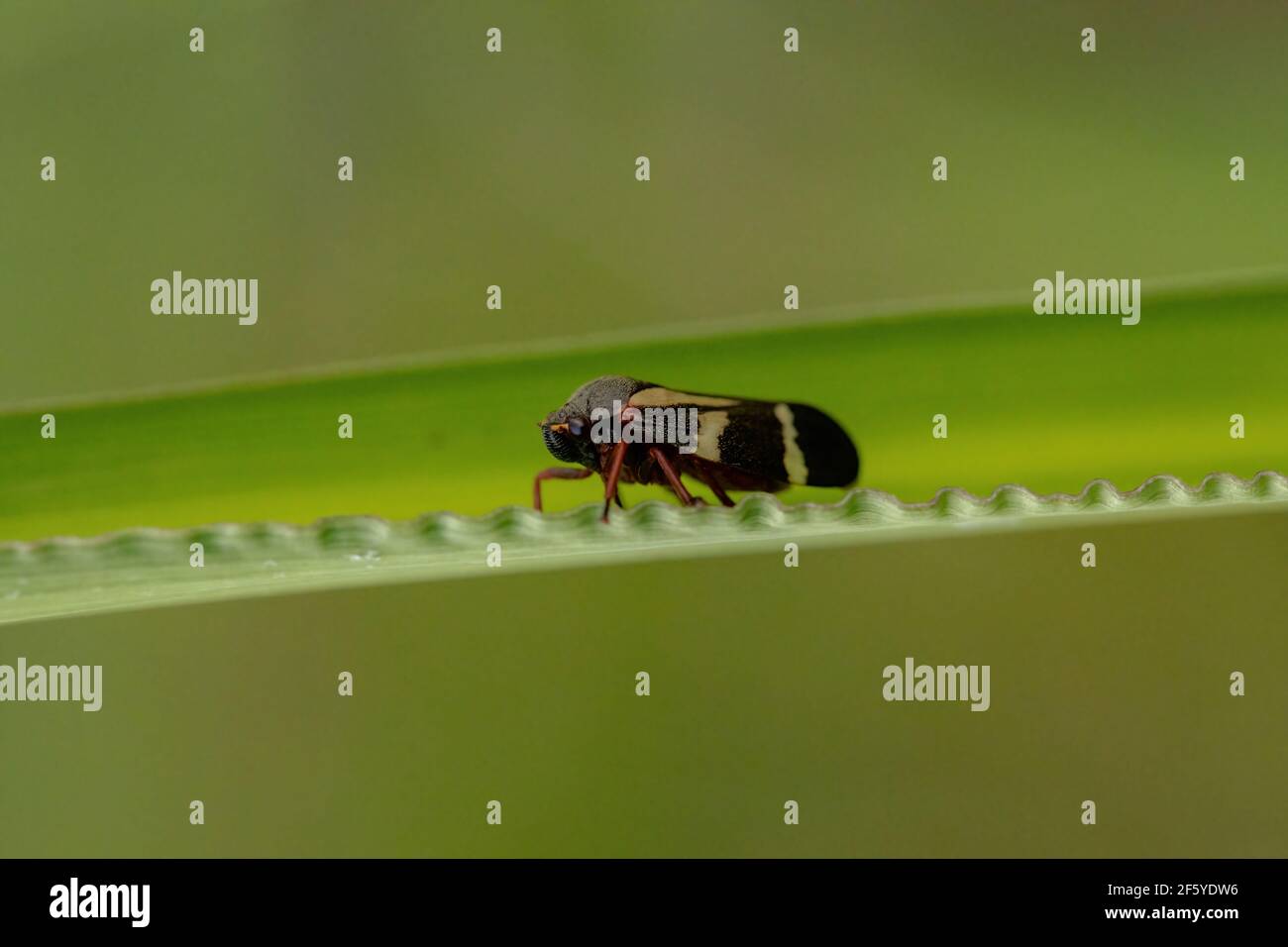 Adult Froghopper Insect of the species Deois flavopicta Stock Photo - Alamy