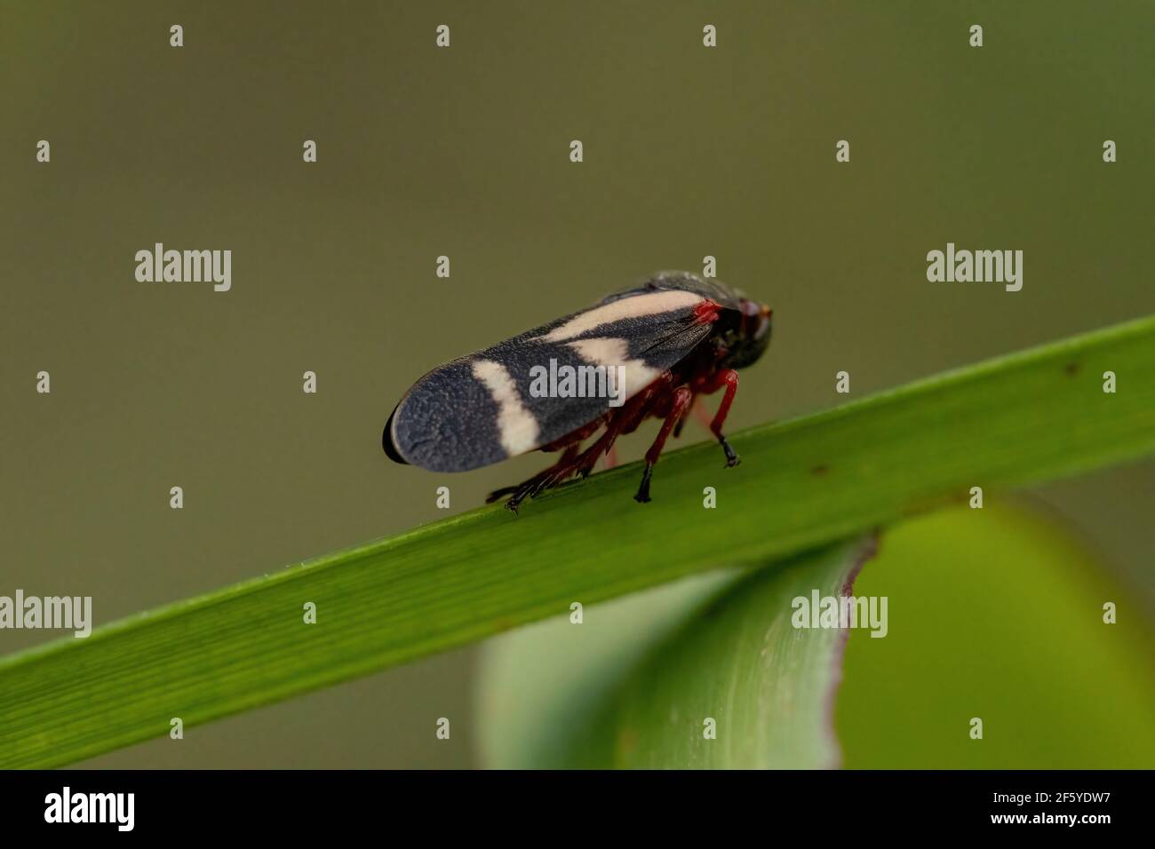 Adult Froghopper Insect of the species Deois flavopicta Stock Photo - Alamy