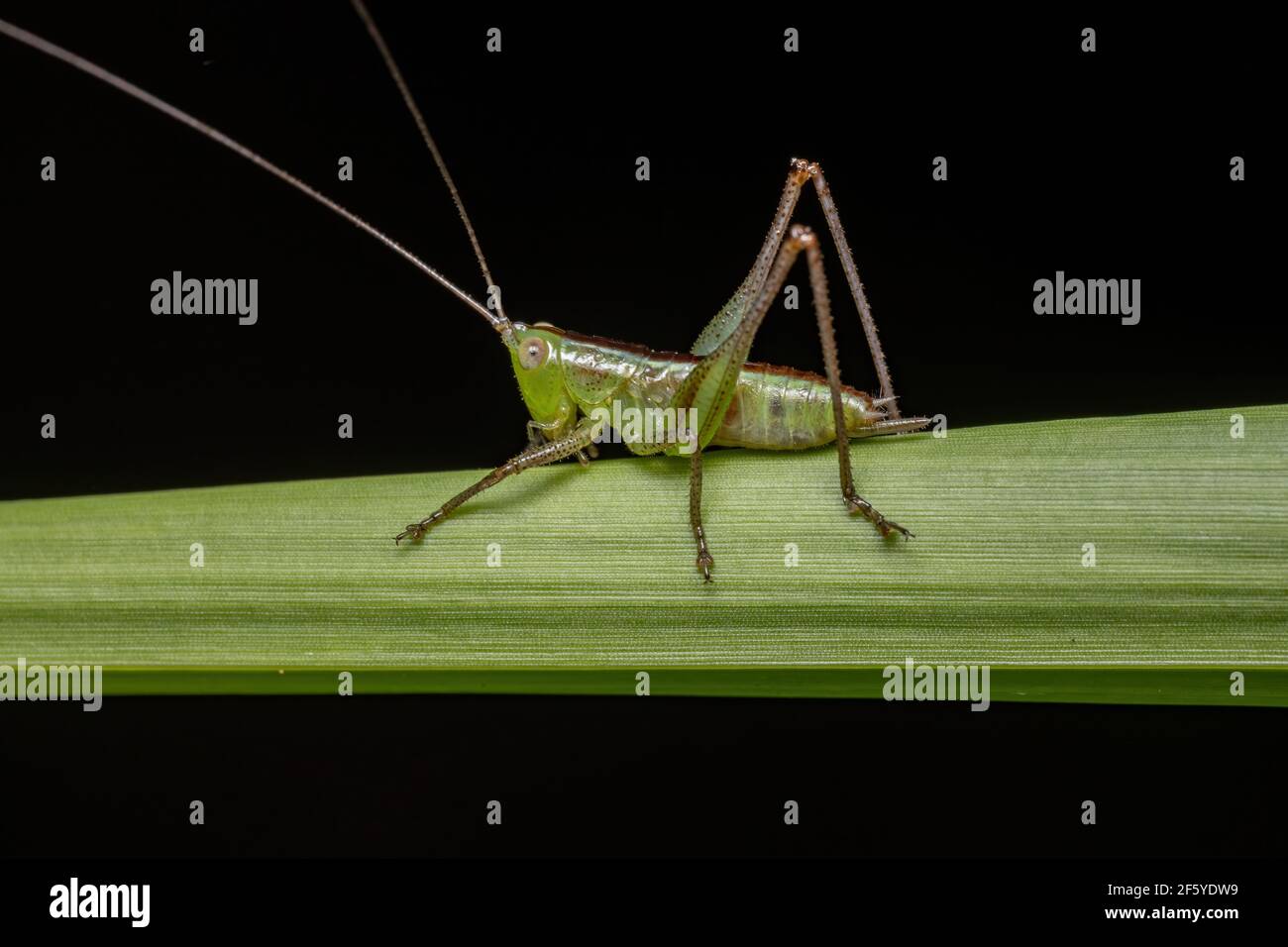 Lesser Meadow Katydid Nymph of the Genus Conocephalus Stock Photo - Alamy