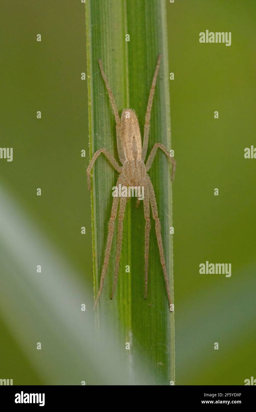 Running Crab Spider of the Family Philodromidae Stock Photo - Alamy