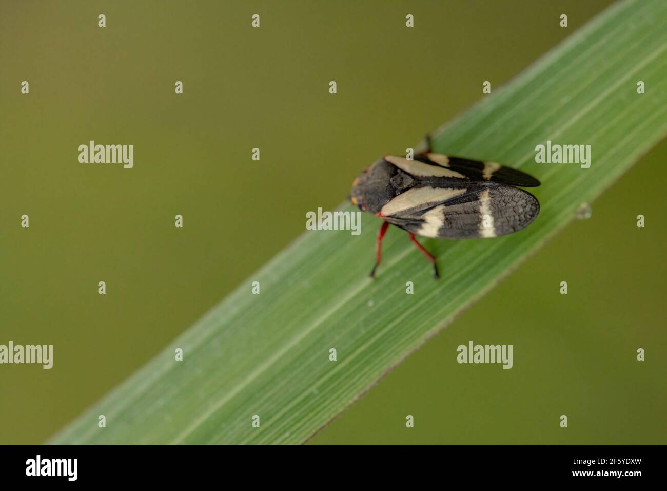 Adult Froghopper Insect of the species Deois flavopicta Stock Photo - Alamy