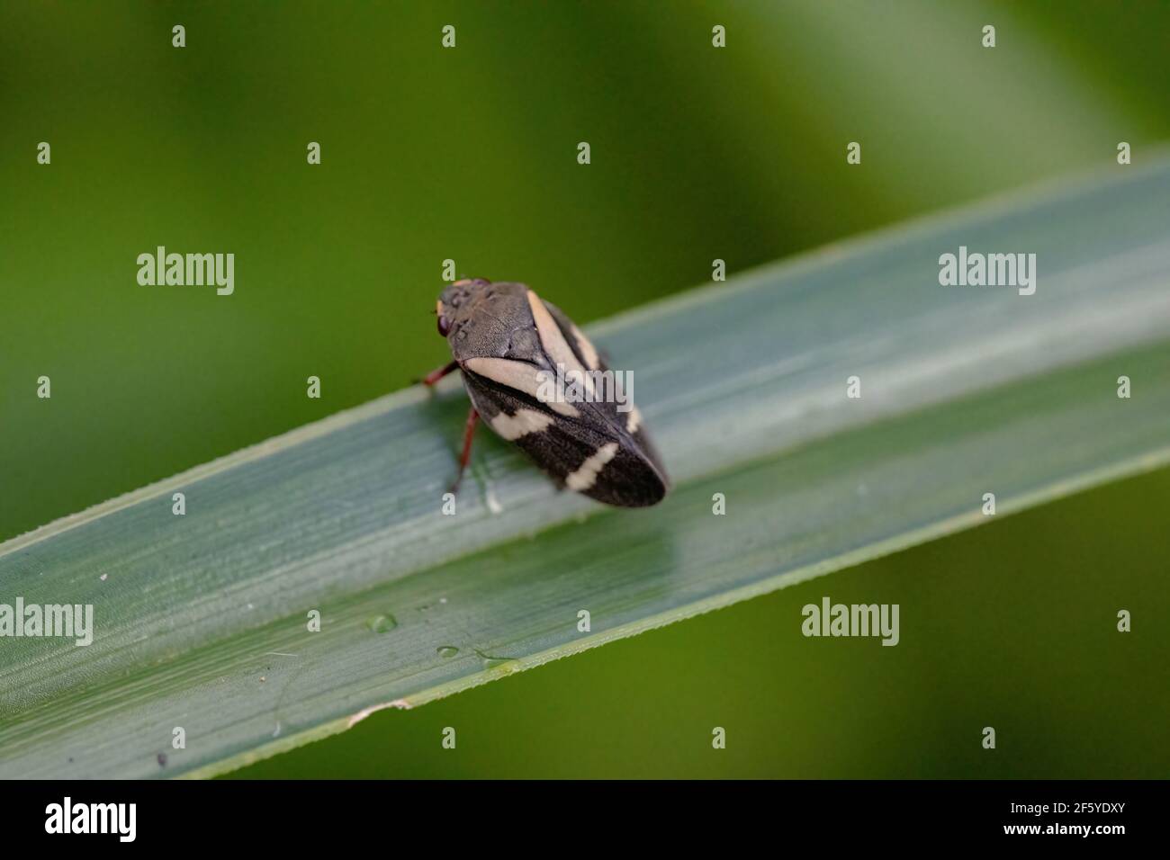 Adult Froghopper Insect of the species Deois flavopicta Stock Photo - Alamy