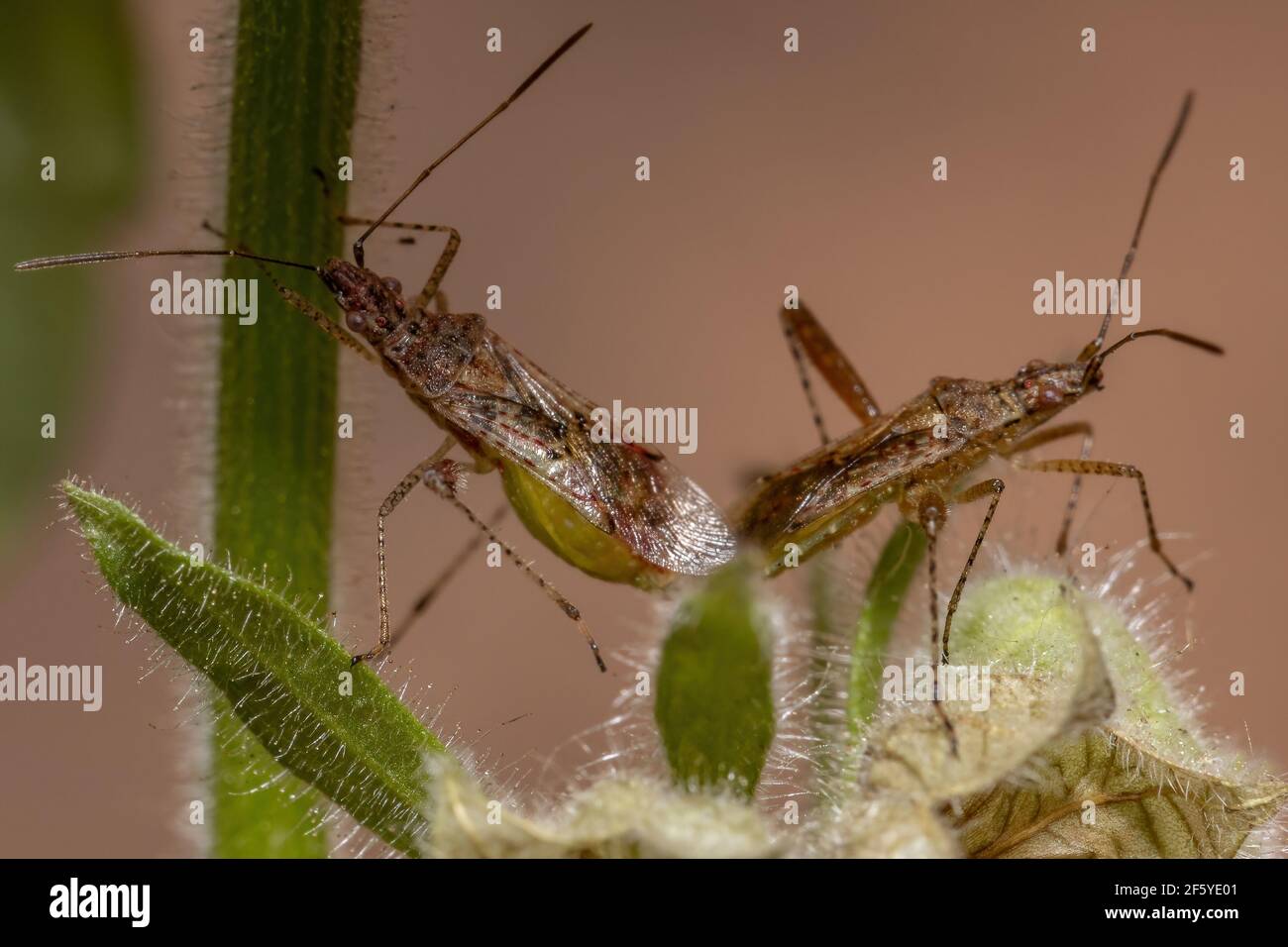 Rhopalidae High Resolution Stock Photography and Images - Alamy