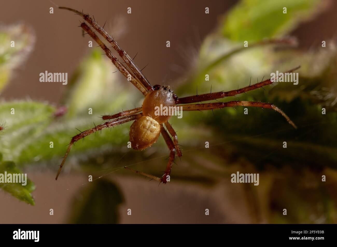 Silver argiope argentata orb weaver spider hi-res stock photography and ...