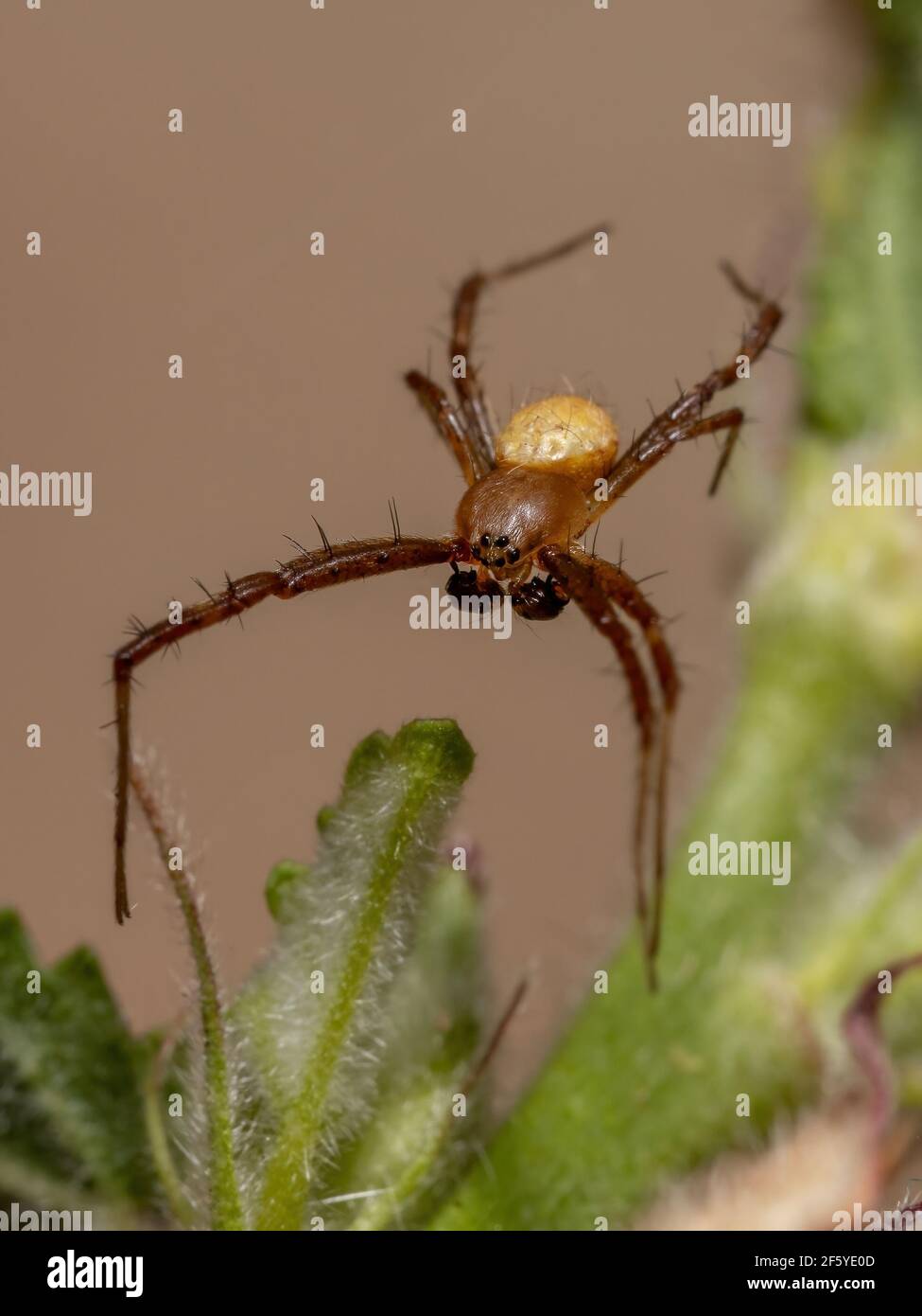Silver argiope argentata orb weaver spider hi-res stock photography and ...