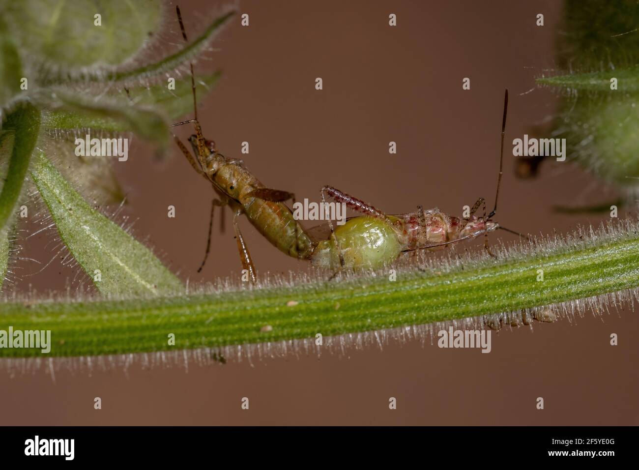 Scentless Plant Bug of the Family Rhopalidae Stock Photo - Alamy