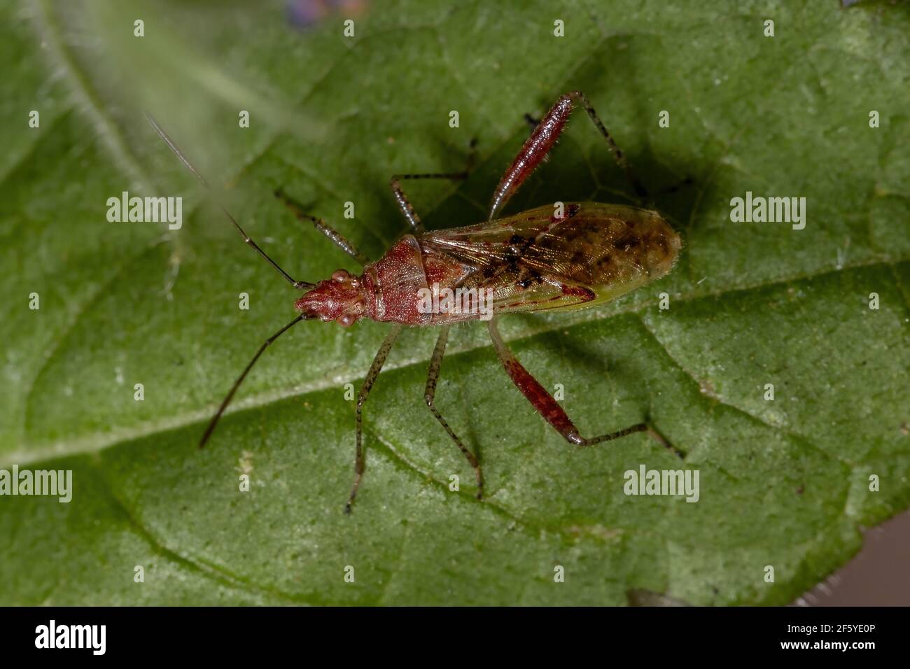 Scentless Plant Bug of the Family Rhopalidae Stock Photo - Alamy