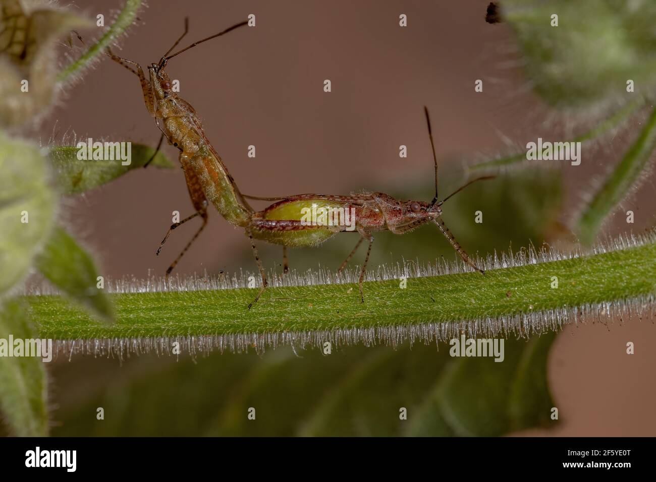 Scentless Plant Bug of the Family Rhopalidae Stock Photo - Alamy