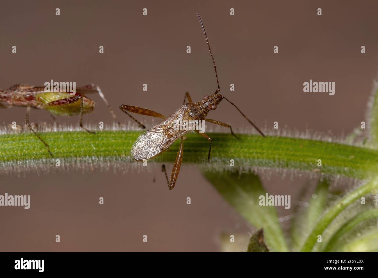 Rhopalidae High Resolution Stock Photography and Images - Alamy