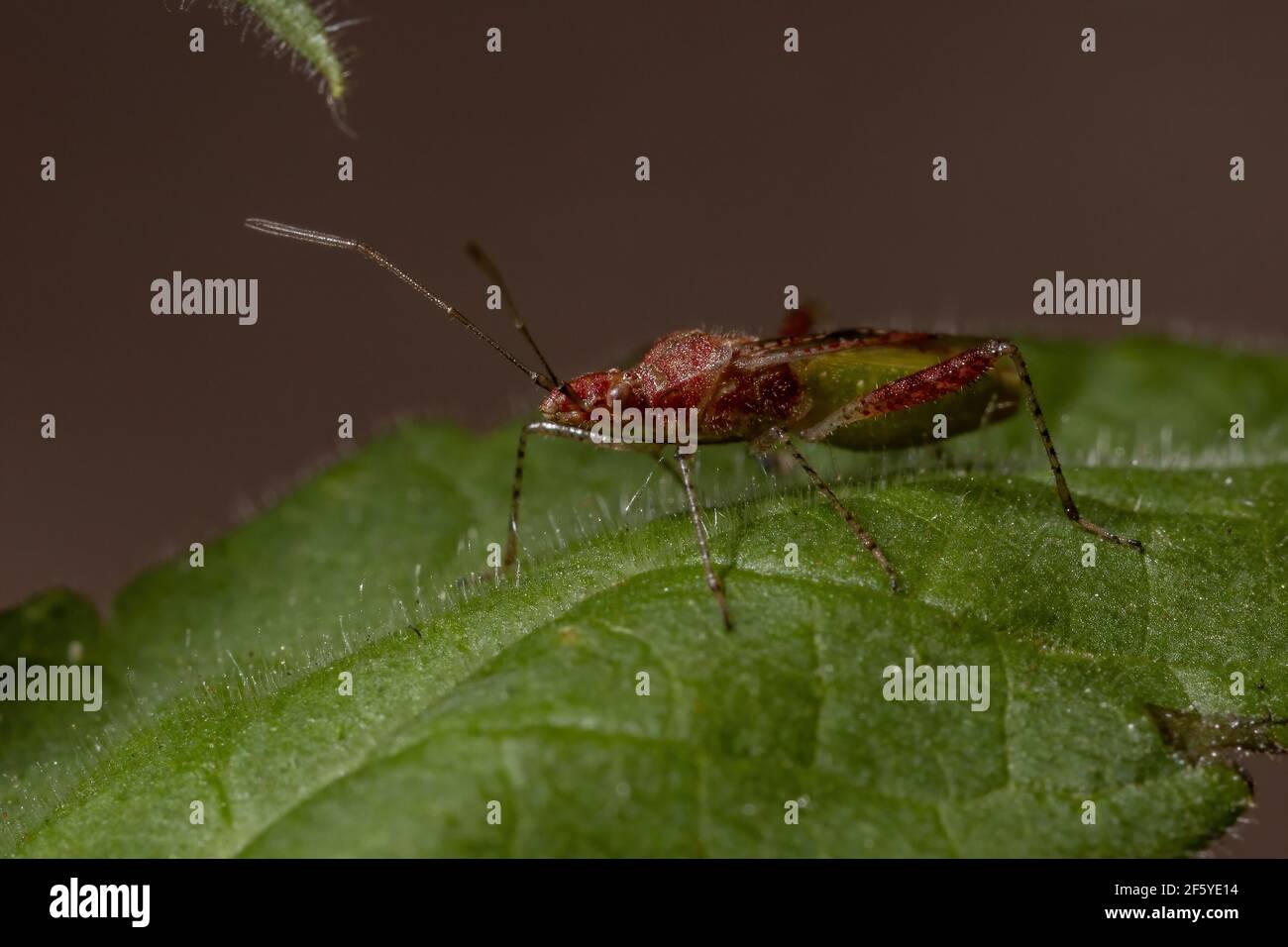 Scentless Plant Bug of the Family Rhopalidae Stock Photo - Alamy