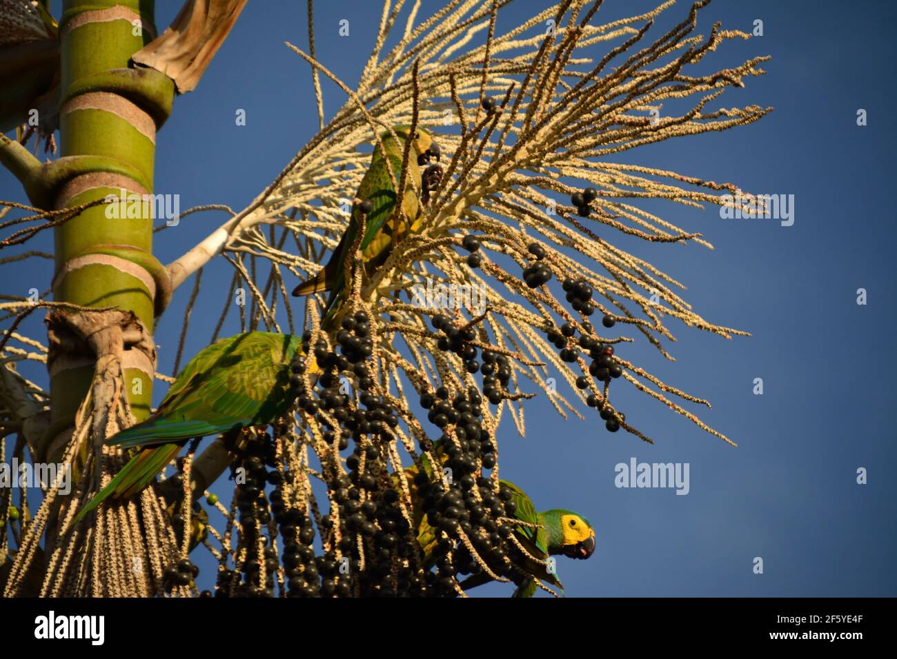 Birds feeding on açai berry Stock Photo - Alamy