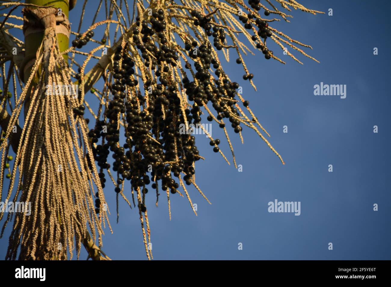 Acai berry tree hi-res stock photography and images - Alamy