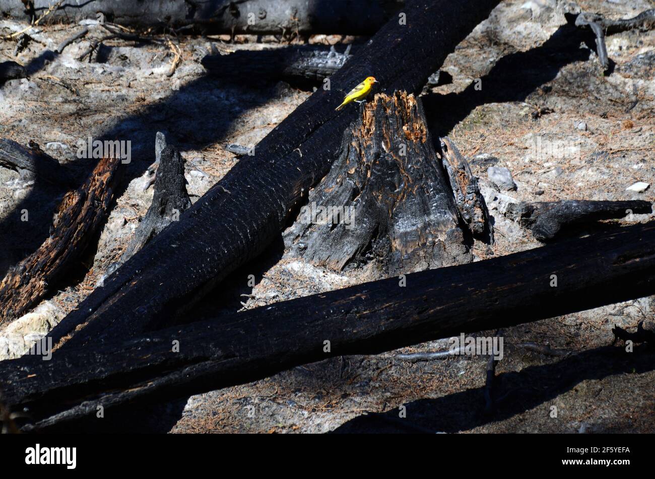 Western tanager foraging for insects in a high intensity burn portion ...