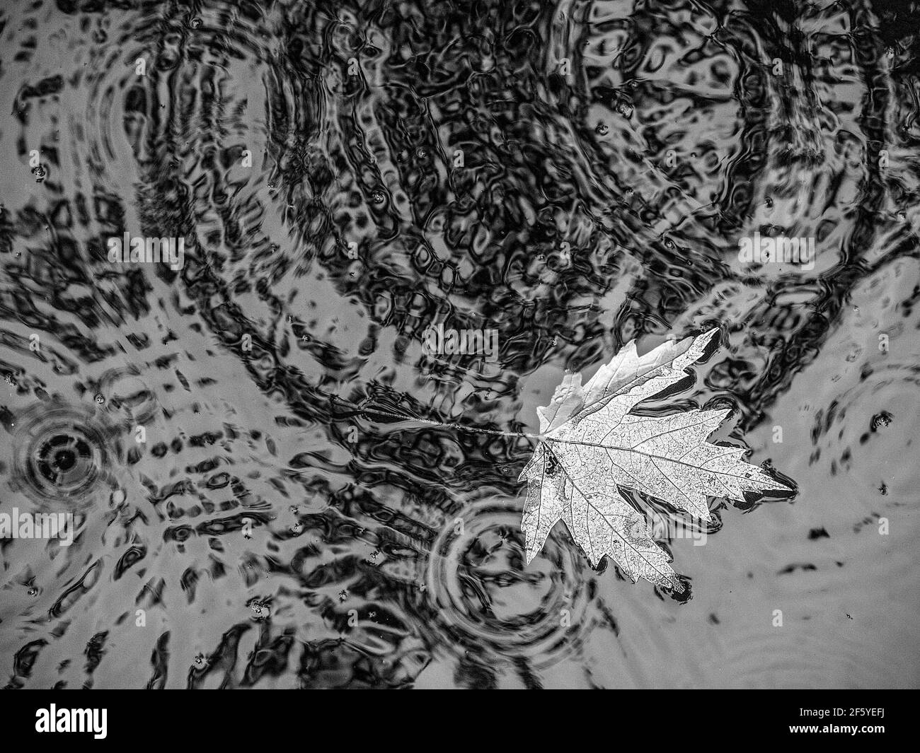 Ripple circles hi-res stock photography and images - Alamy