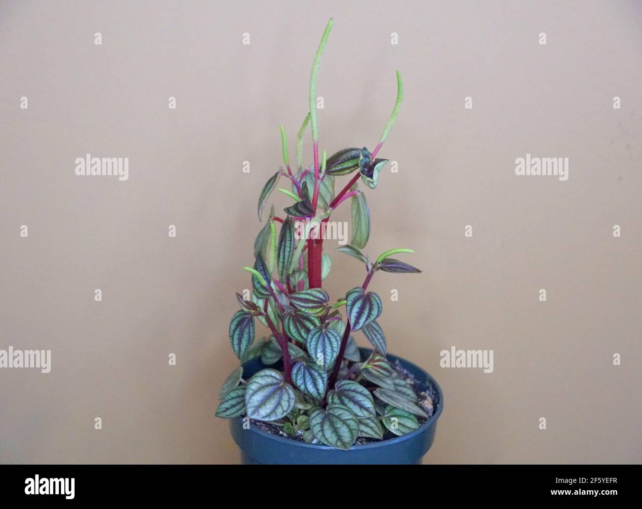 The green upright leaves of Peacock Peperomia Picolo Banda plants Stock ...