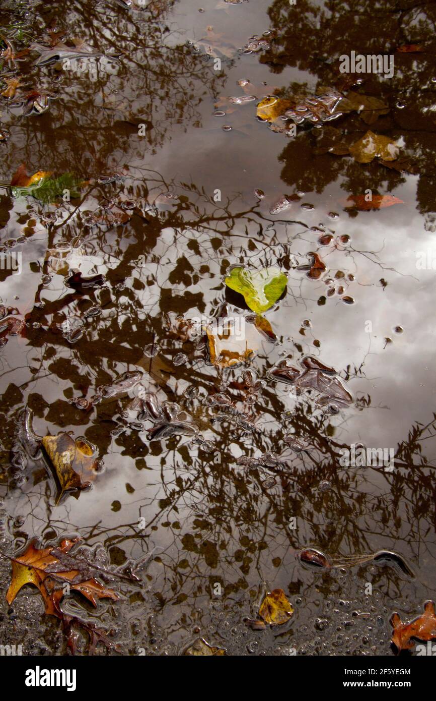 Rainwater puddle hi-res stock photography and images - Alamy
