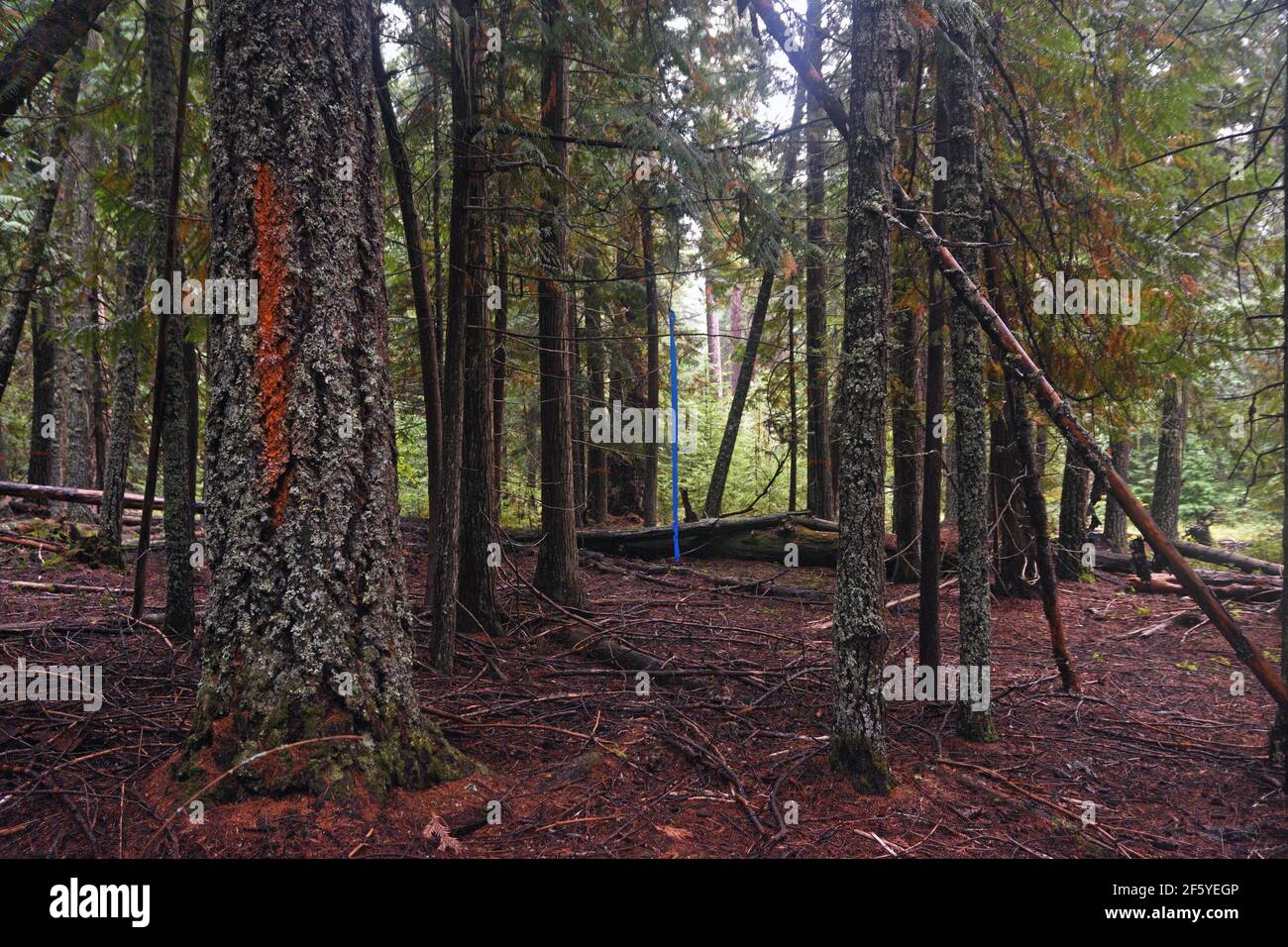 Logging Bilder Pacific Northwest Pacific Northwest Forests Are Under