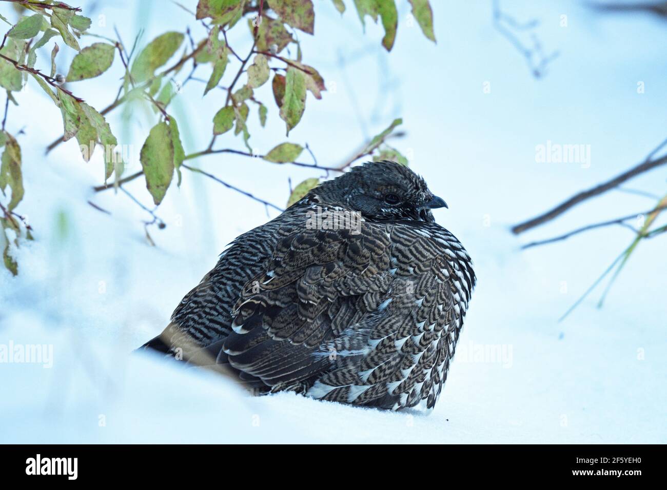 Spruce grouse at sunrise after a fall snowstorm in the Northwest Peak ...