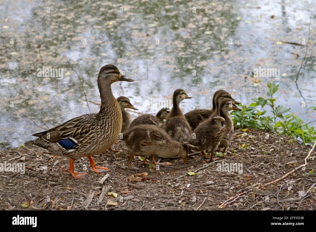 Seven wild and fuzzy baby ducks instinctively stay close to their ...