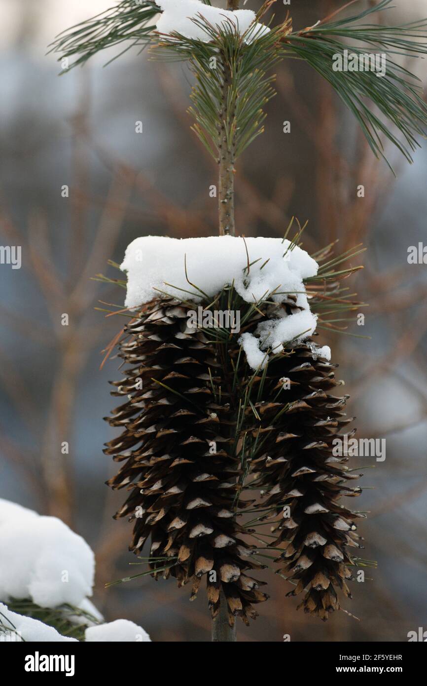 Western white pine cones in late fall. Yaak Valley, northwest Montana ...